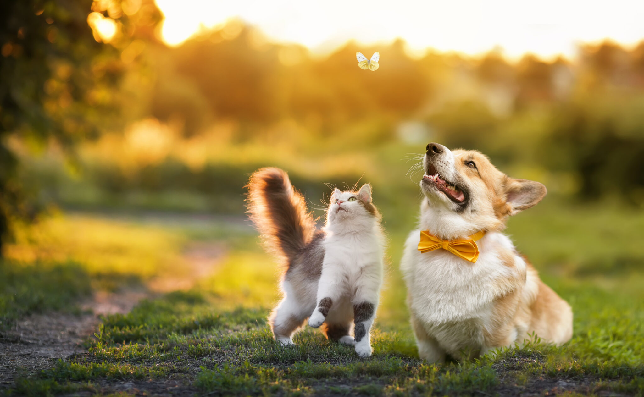 Crossmatch Testing – RapidVet