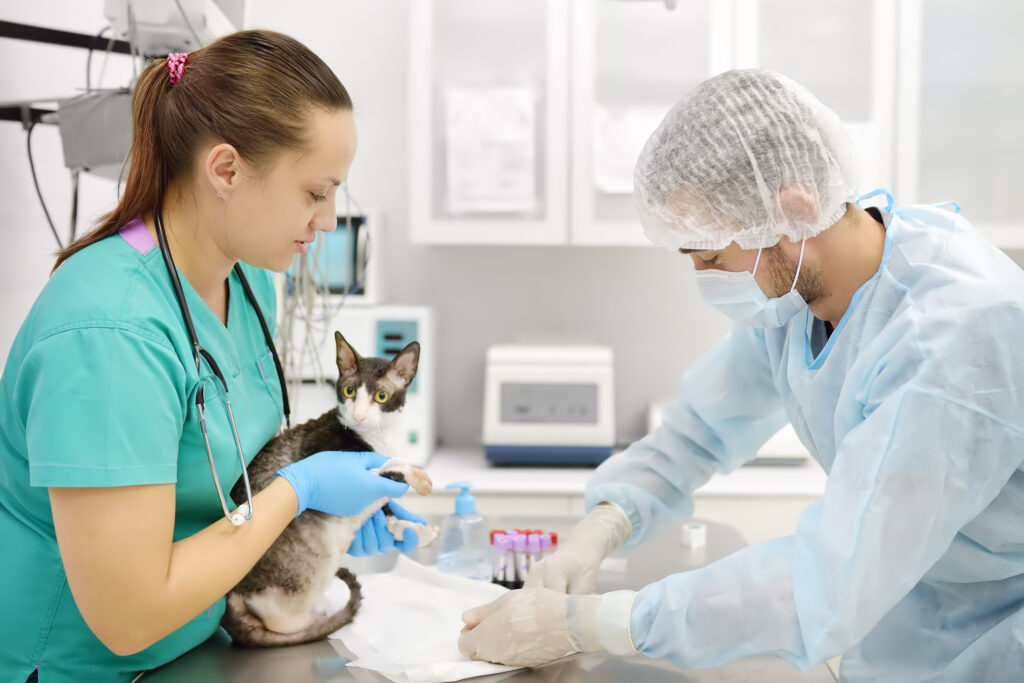 Our Story – RapidVet