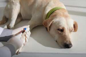 Blood Typing – RapidVet